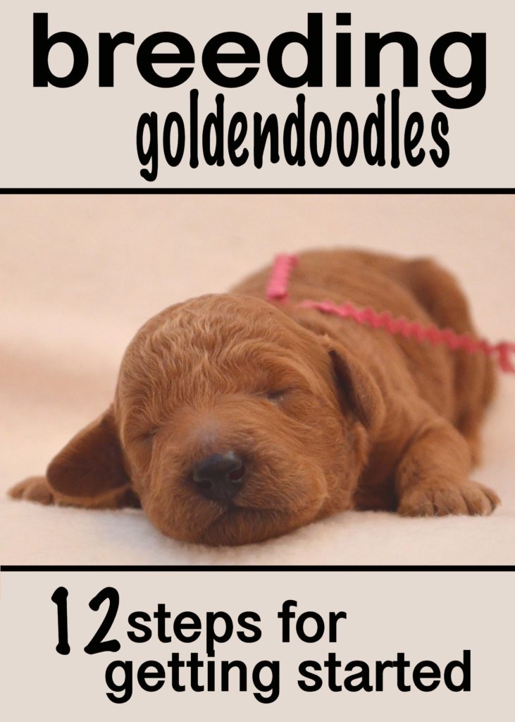 Breeder Resources - Timberidge Goldendoodles