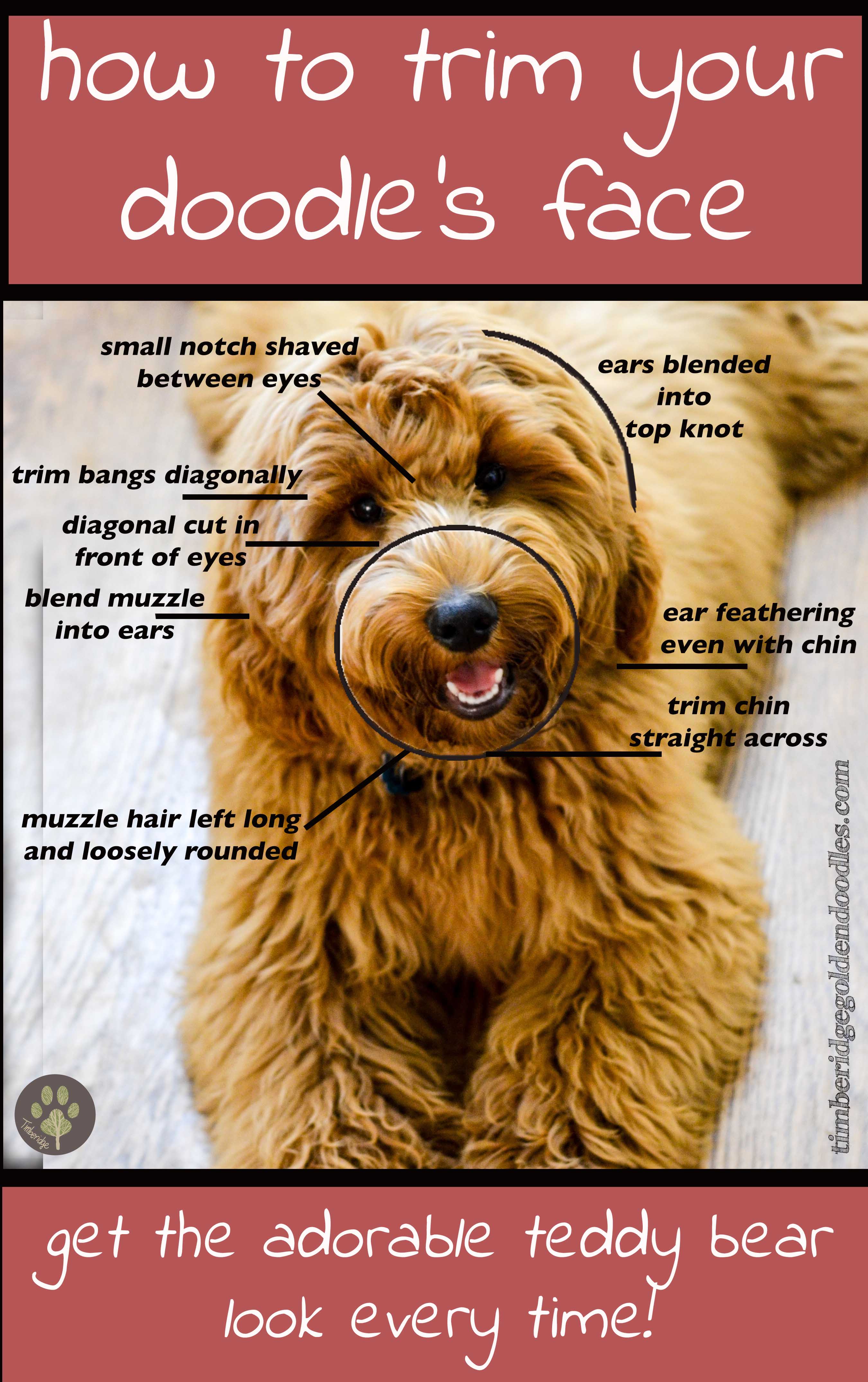 The Teddy Bear Goldendoodle Haircut Timberidge Goldendoodles