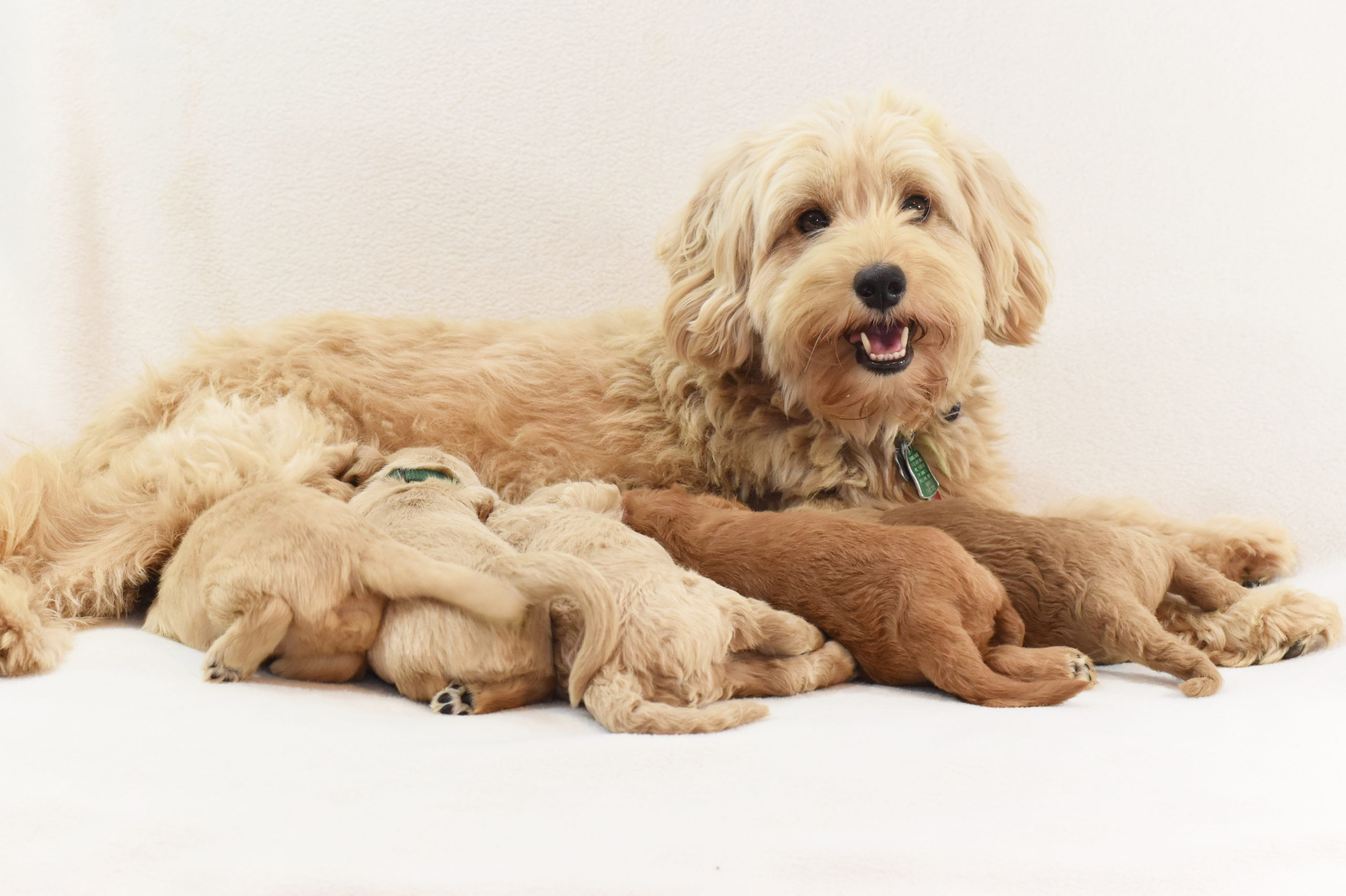 Raising Puppies: The First 2 Weeks - Timberidge Goldendoodles