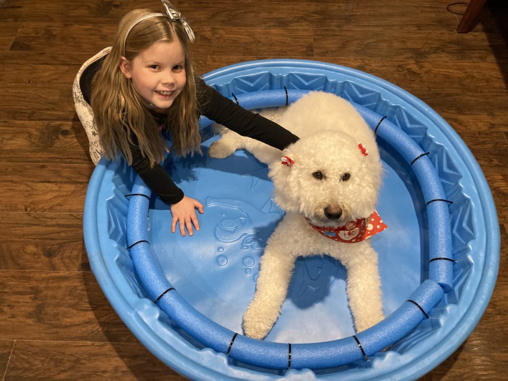 DIY Whelping Box: Step-By-Step Directions - Timberidge Goldendoodles