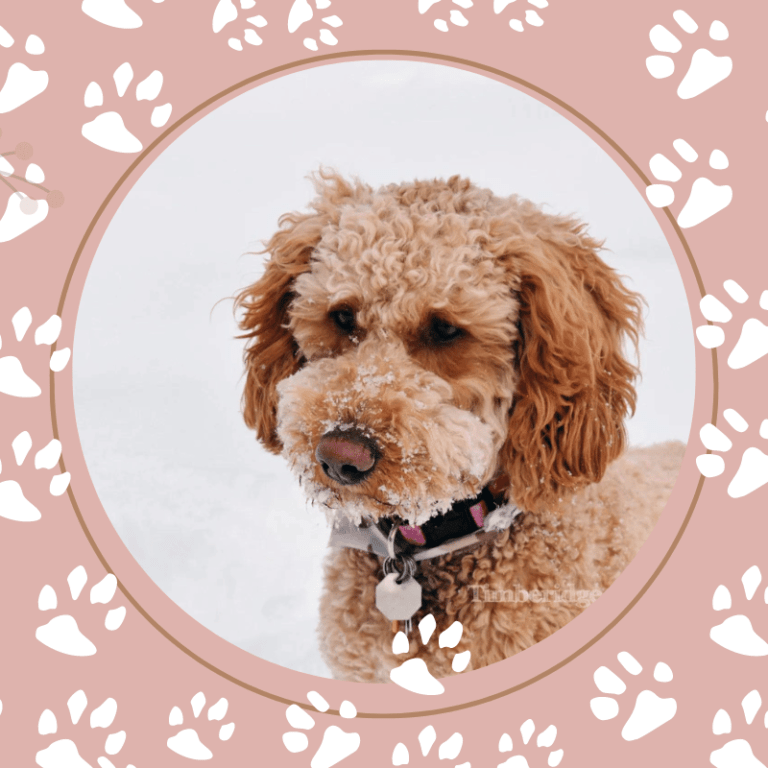 Maple - Timberidge Goldendoodles